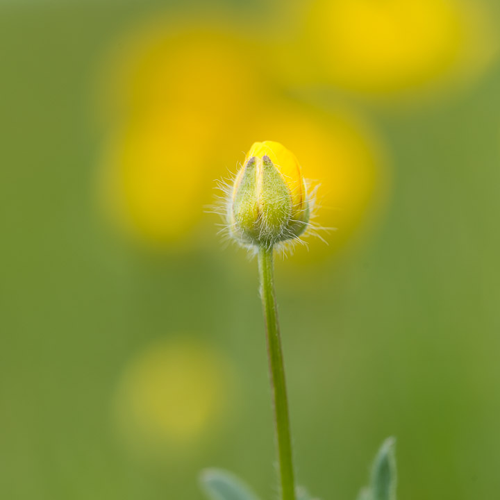 Uphill Nature Reserve – Following My Feet